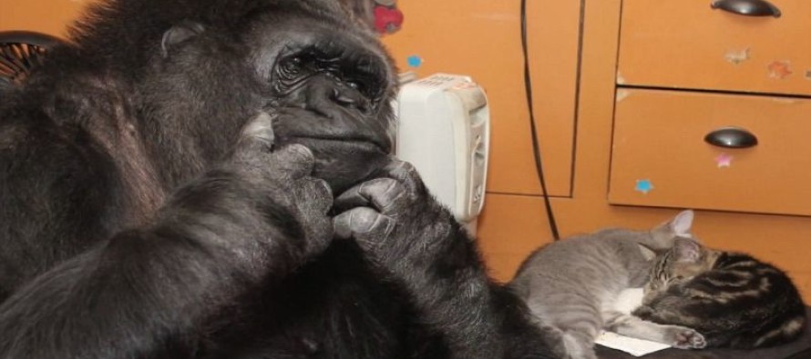 Watch Gorilla Koko Use Sign Language to Tell Trainers She Has Adopted ...